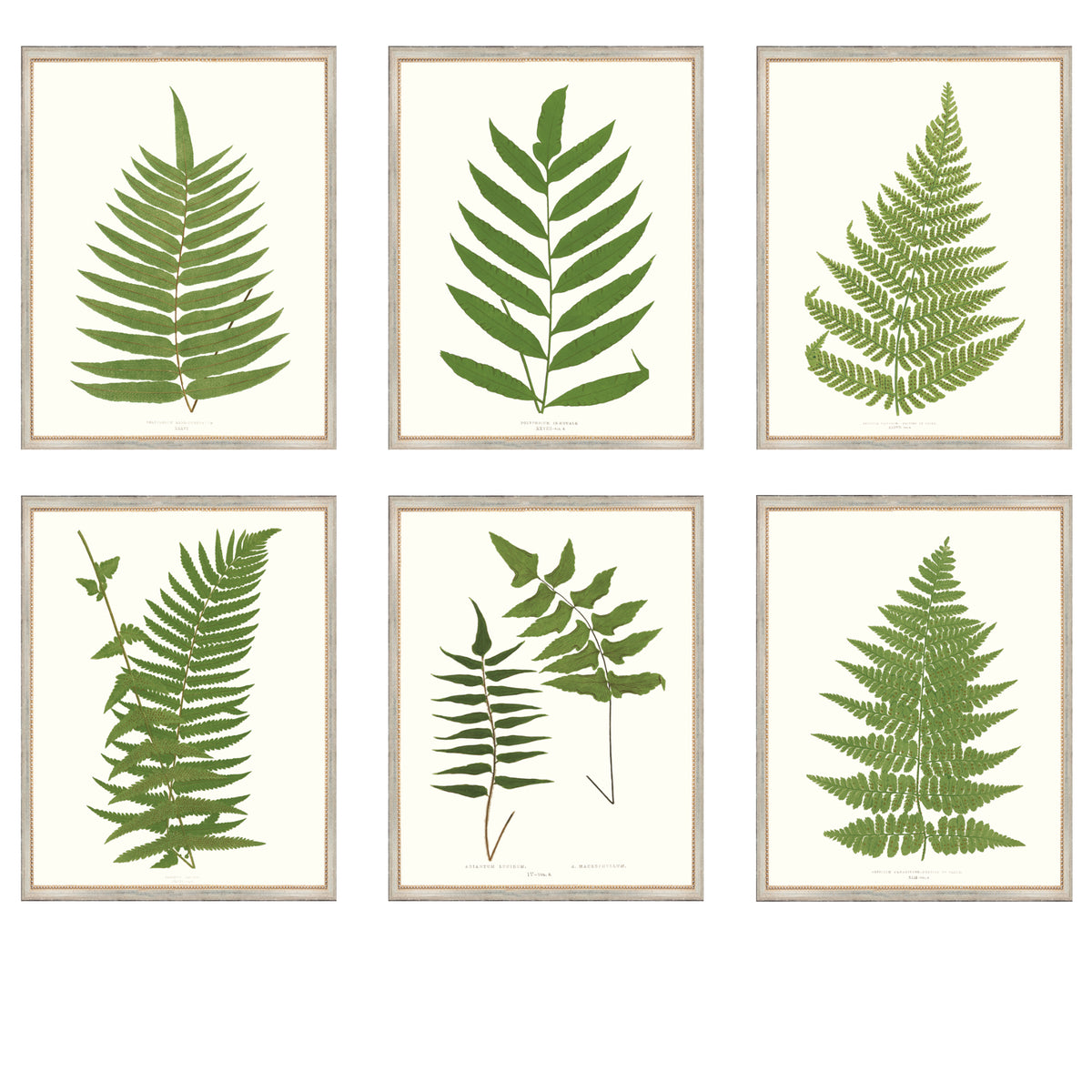 Fern Botanicals - Series of 6 – The Kellogg Collection